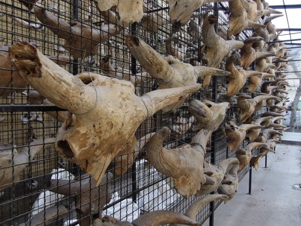 Reconstruction of steppe bison (Bison priscus) habitat use and diet in ...