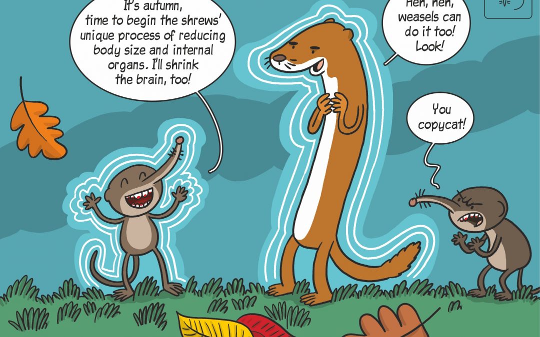 New discoveries on seasonal changes of brain size in shrews and weasels ...