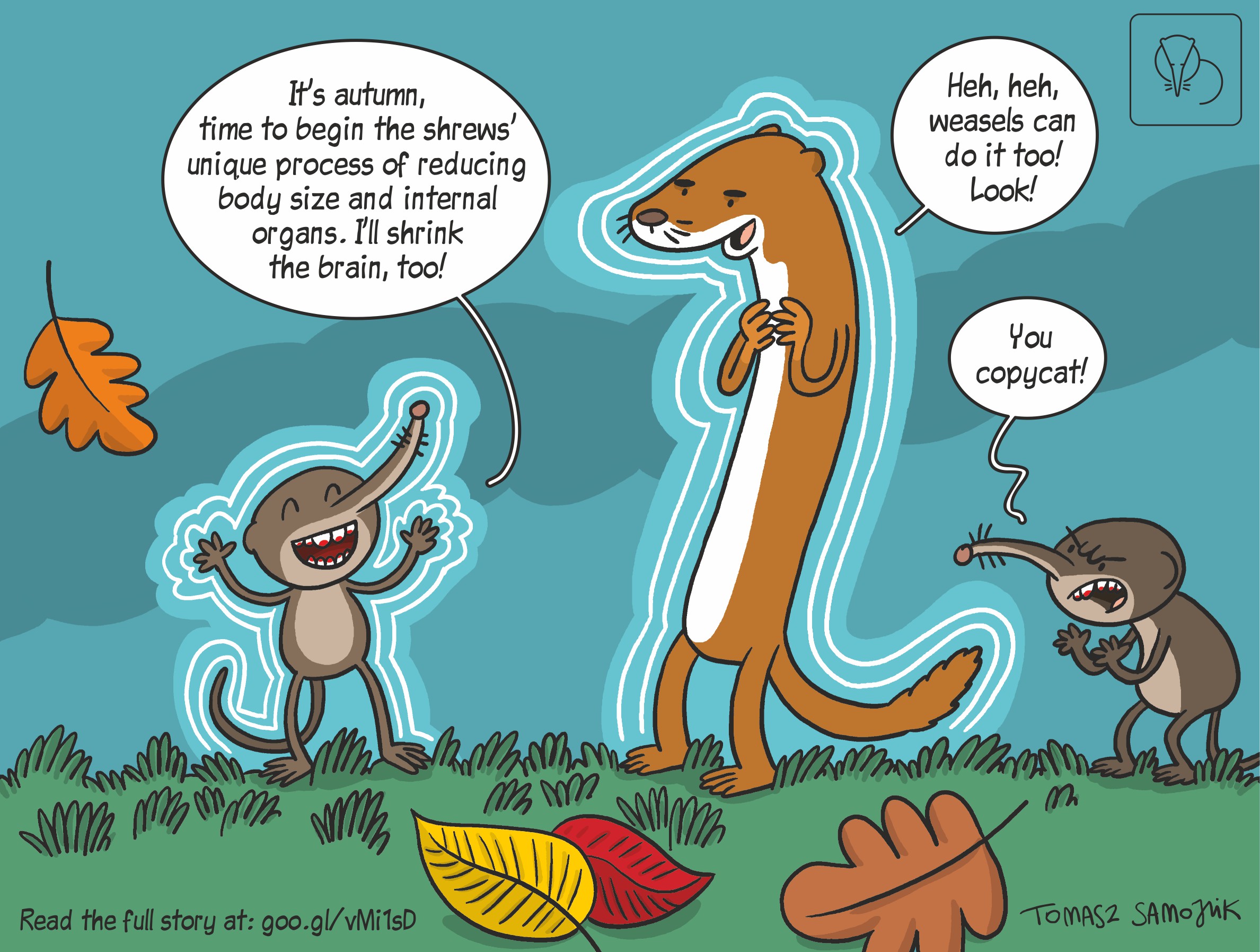 New discoveries on seasonal changes of brain size in shrews and weasels ...