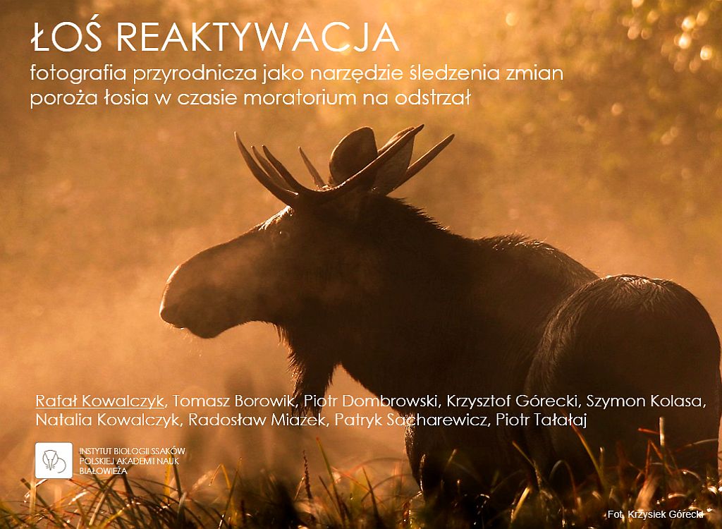 17.09.2022 - Dzień łosia w IBS PAN - Instytut Biologii Ssaków